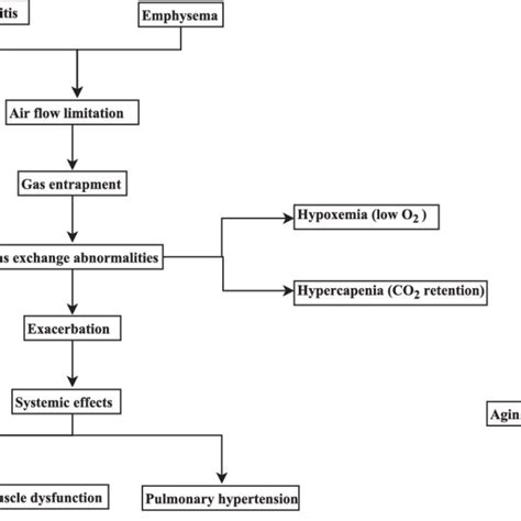 Schematic Representation Of The Process Of Copd Disease Development Download Scientific Diagram