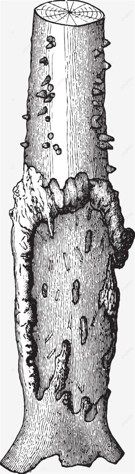 Voles Have Debarked A Significant Portion Of Beech Root System Vector Biology Natural