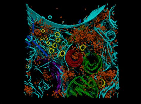 Ai Segmentation Of Cellular Cryo Electron Tomograms Relectronmicroscopy