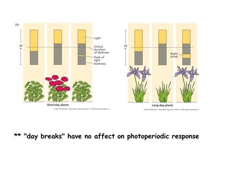 Ppt Photomorphogenesis 1 Phytochrome Mediated Development