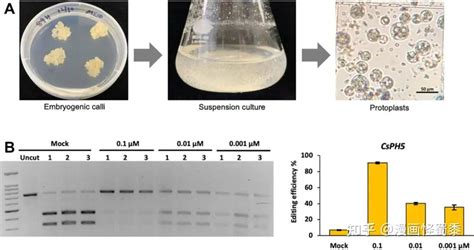 基于crispr等基因组编辑技术的“非转基因类”农作物改造 知乎