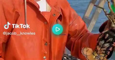 Always Sex Your Lobsters Album On Imgur