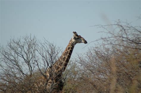 holiday dinokeng game reserve edg3 s sharing
