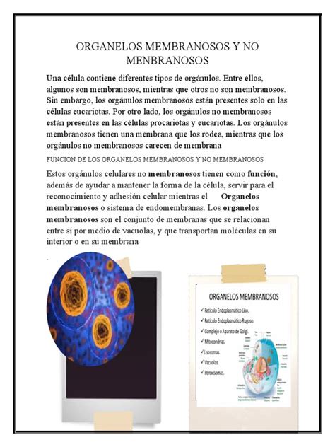 Organelos Membranosos
