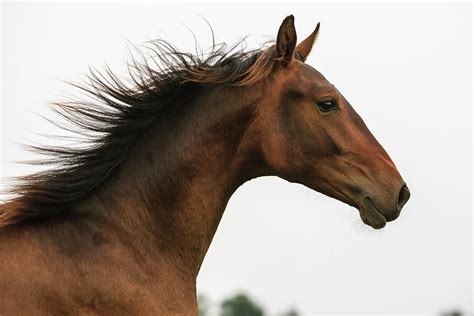Close Up Horse Running Photograph By Heike Odermatt Pixels
