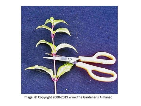 Horticultural Practices Cutting Layering Grafting And Budding Smg