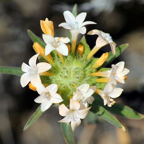 Large Flowered Phlox Seeds