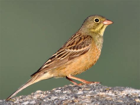 Ortolan Bunting Emberiza Hortulana By Jvverde Beautiful Birds