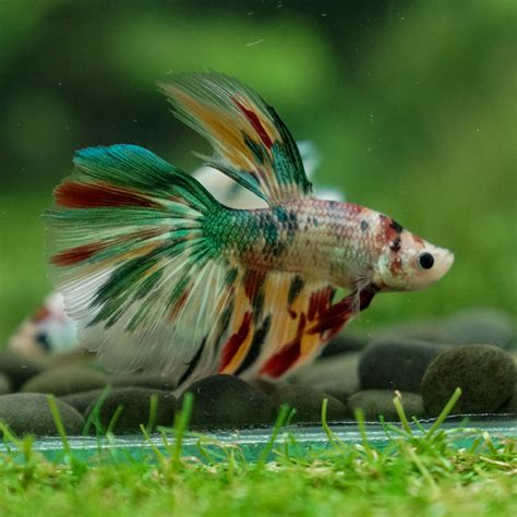 Galaxy Candy Koi Halfmoon 15 Weeks Old Betta Squad Usa Llc