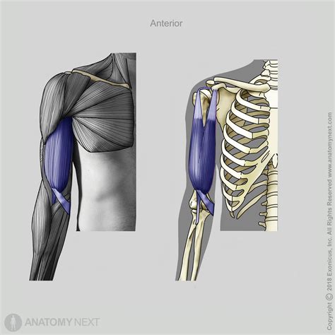 Bicep Muscles Anatomy