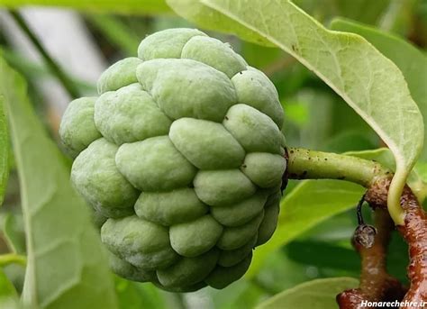 21 عکس میوه ها ایرانی با رنگها و طعمهای بی نظیر