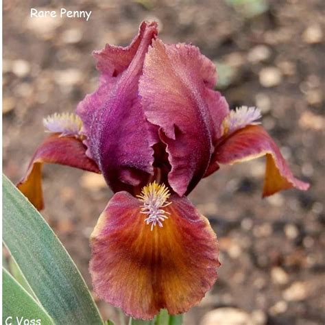 Rare Penny Historic Iris Preservation Society