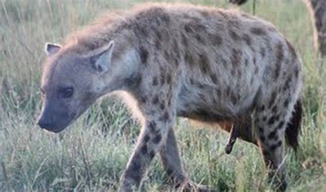 Hyena Female Anatomy
