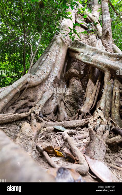 Tropical Tree Roots Vertical Image Stock Photo Alamy