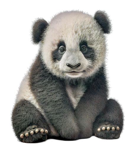 100 000 Free Cute Pandas And Panda Images Pixabay