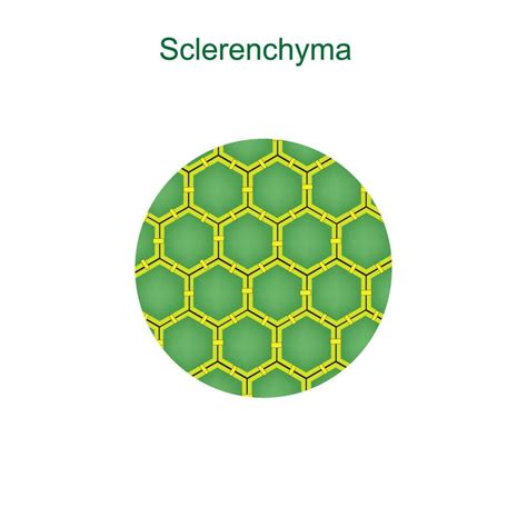 Sclerenchyma Cells In Plants