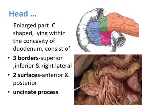 Anatomy Of Pancreas Pptx