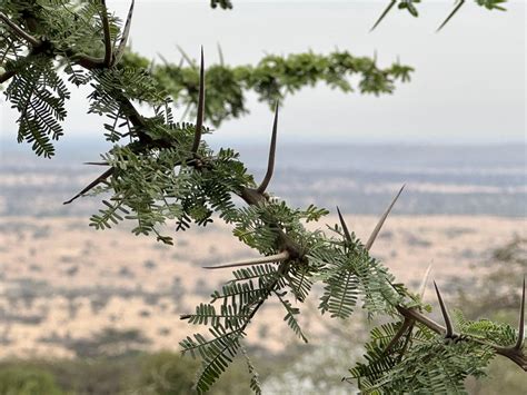 Discovering The Wonders Of Africas Iconic Acacia Tree Safari Ventures