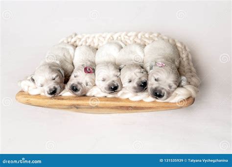 Newborn Golden Retriever Puppies Sleeping Stock Image Image Of Lovely