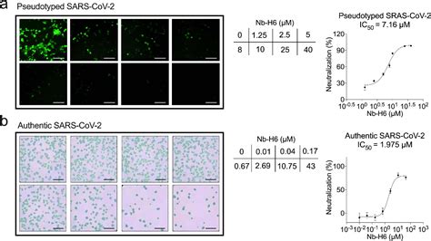 Figure 1 From A Naïve Phage Display Library Derived Nanobody Neutralizes Sars Cov 2 And Three