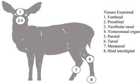 Full Article Cellular Prion Protein Distribution In The Vomeronasal