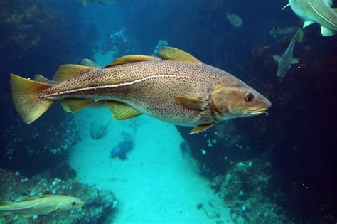 Atlantic Cod Gadus Morhua Carnivora