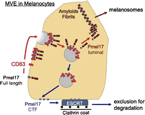 The Tetraspanin Cd63 Regulates Escrt Independent And Dependent