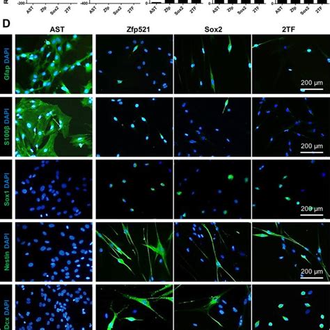 Pdf In Vivo Conversion Of Rat Astrocytes Into Neuronal Cells Through Neural Stem Cells In