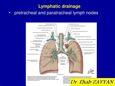Ppt Trachea And Esophagus Powerpoint Presentation Free Download Id