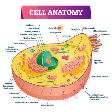 Cell Anatomy Vector Illustration Labeled Educational Structure Diagram Cell Organelles