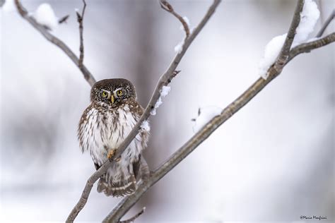 Civetta Nana Nel Bosco Innevato Juzaphoto