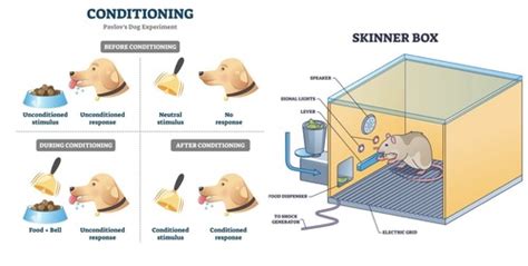The Behaviourist Approach Classicaloperant Conditioning Pavlov