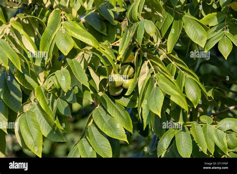 The White Walnut Juglans Cinerea Commonly Known As Butternut Is A