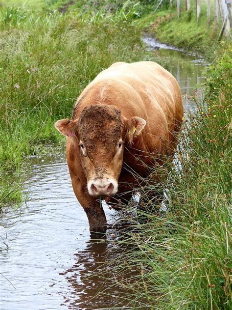 A Kilchoan Diary The Raptor And His Camera