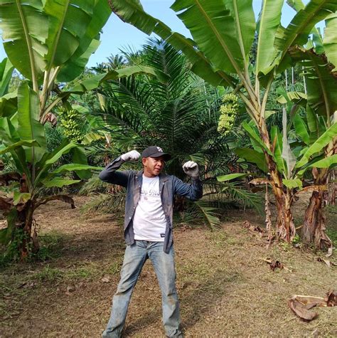 Hermanarsiklbs Dang Dang