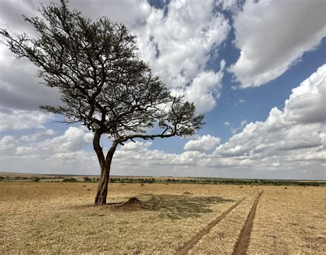 Discovering The Wonders Of Africas Iconic Acacia Tree Safari Ventures
