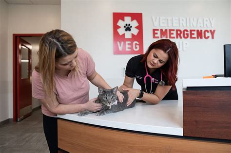 6 Reasons Why Protecting Your Cat From Feline Leukemia Is Important