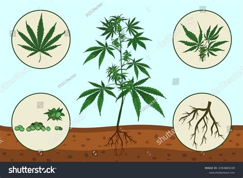 Cannabis Anatomy Over 543 Royalty Free Licensable Stock Illustrations