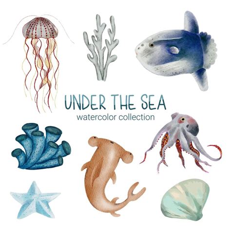 수채화 해양 생물 벡터 Freepik에서 무료 고품질 벡터를 다운로드하세요 Freepik