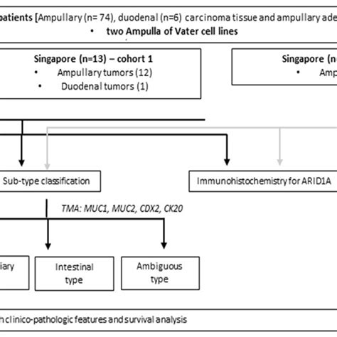 Flow Chart Summarizing The Patients Groups Experiments And Analysis