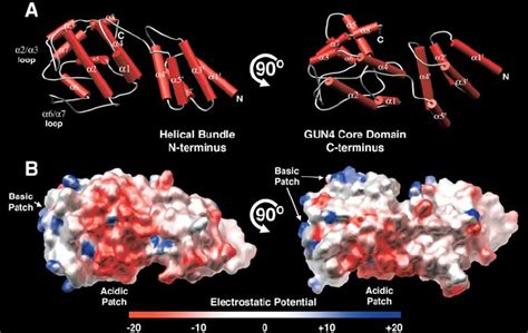 Overall Structure Of Synechocystis Gun4 A Orthogonal Views Of The