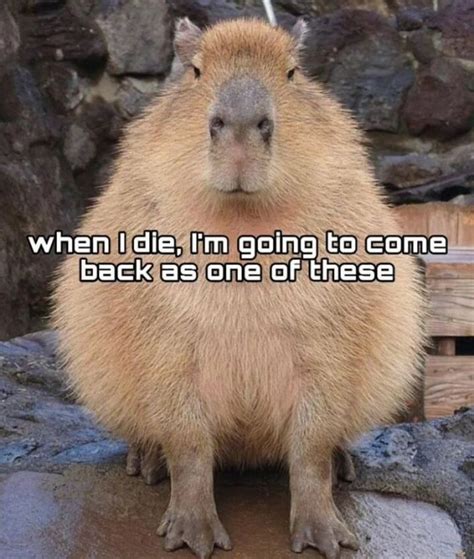 45 Capybara Memes Celebrating Quite Possibly The Chillest Animal Of All