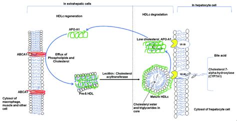 Regeneration And Metabolism Of High Density Lipoprotein Cholesterol In Download Scientific
