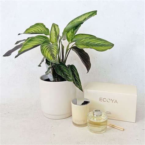 Calathea Ecoya T Set Roses Are Red Auckland Florist