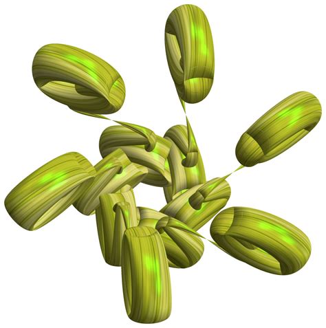 무료 이미지 구조 조직 잎 무늬 녹색 생기게 하다 그림 삽화 디자인 대칭 3d 그래픽 큰 쇠시리 수학자 Cg Parametricplot3d