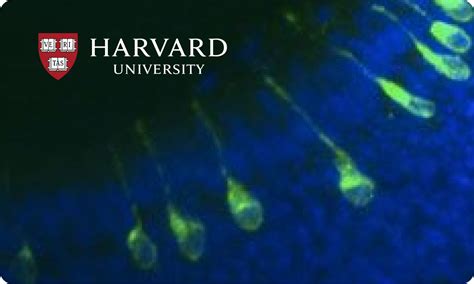 Data Engine Data Annotation Collection And Curation Platform Scale Ai