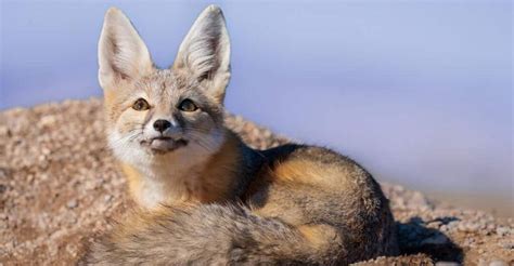 Desert Foxes Are Making A Comeback In The U S National Parks