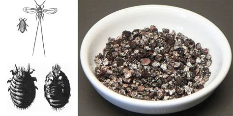 Cochineal Food Coloring Pages 2025