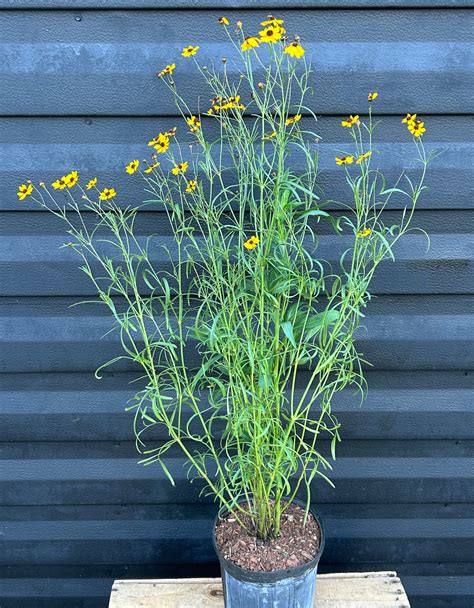Tickseed Plant Incredible Edible Landscapes