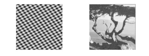 Frames From The A Sinusoid 1 And B Translating Tree Image Sequences